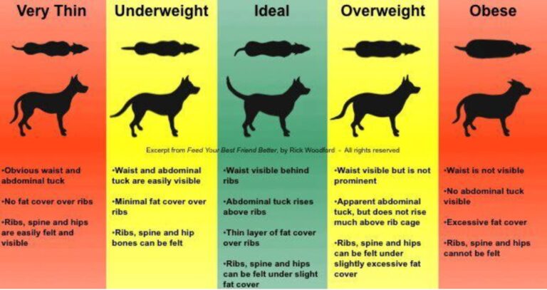Dog Body Condition Guide - DogZone Australia