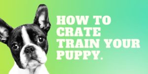 Why Crate Train Puppies? - DogZone Australia