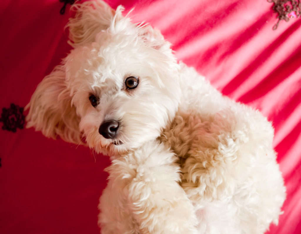 New Puppy? 28 facts all dog owners should know... - DogZone Australia New Puppy? 28 facts all dog owners should know... - DogZone Australia