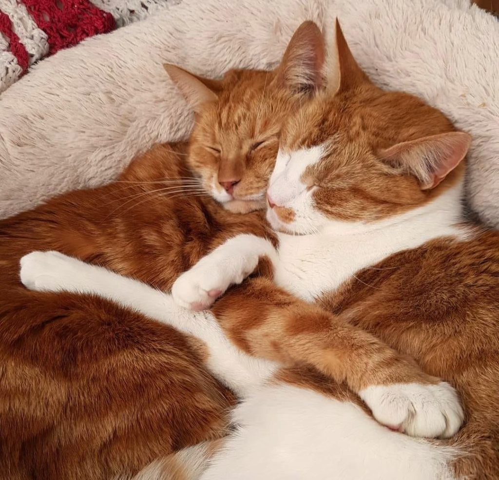 Adopting a rescue cat - DogZone Australia