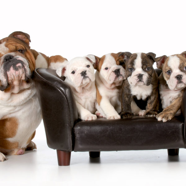 🐾 Melbourne Dog Trainer & Canine Behaviourist 🐾 - DogZone 🐾 Melbourne Dog Trainer & Canine Behaviourist 🐾 - DogZone