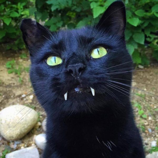Do cat teeth fall out? - DogZone Australia