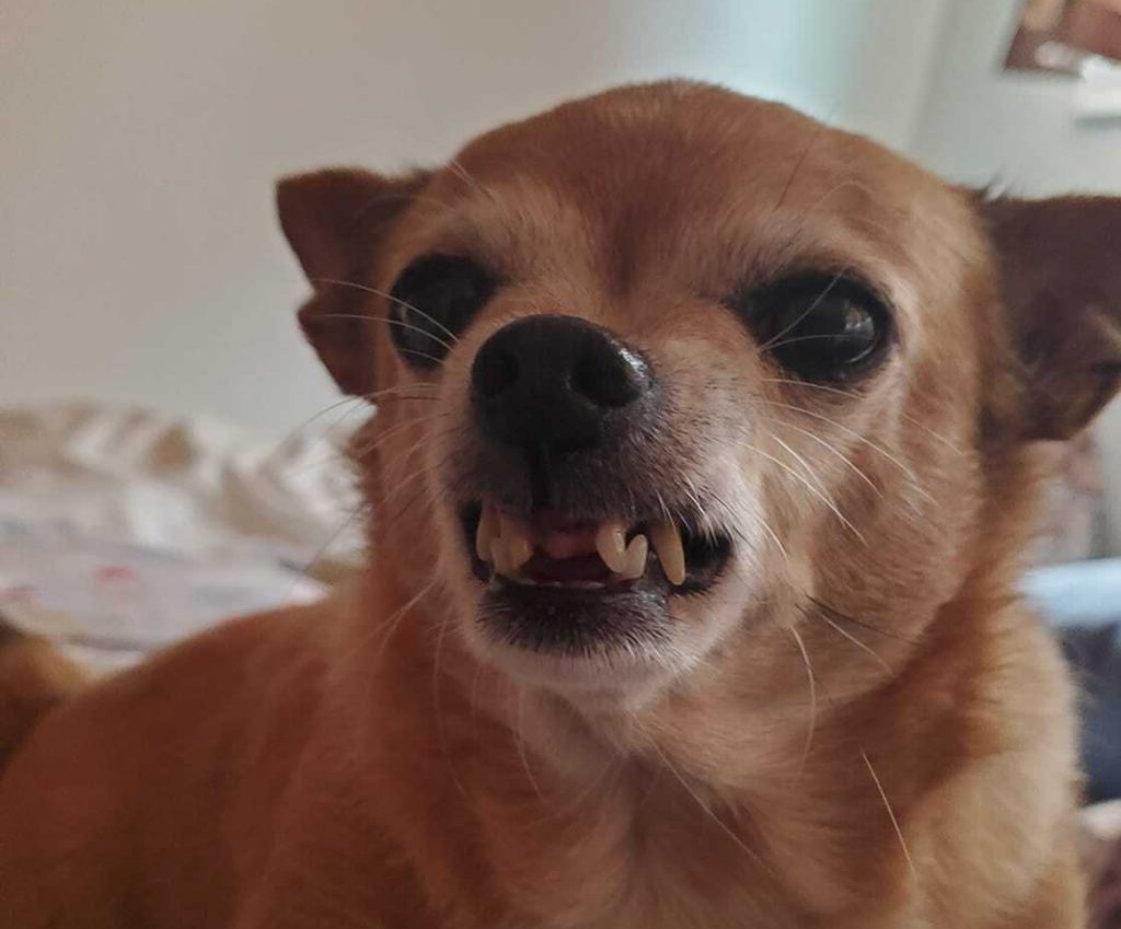 Preventing and dealing with a dog attack - DogZone Australia