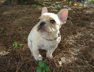 French Bulldog Breed Profile (Frenchie!) - DogZone Australia