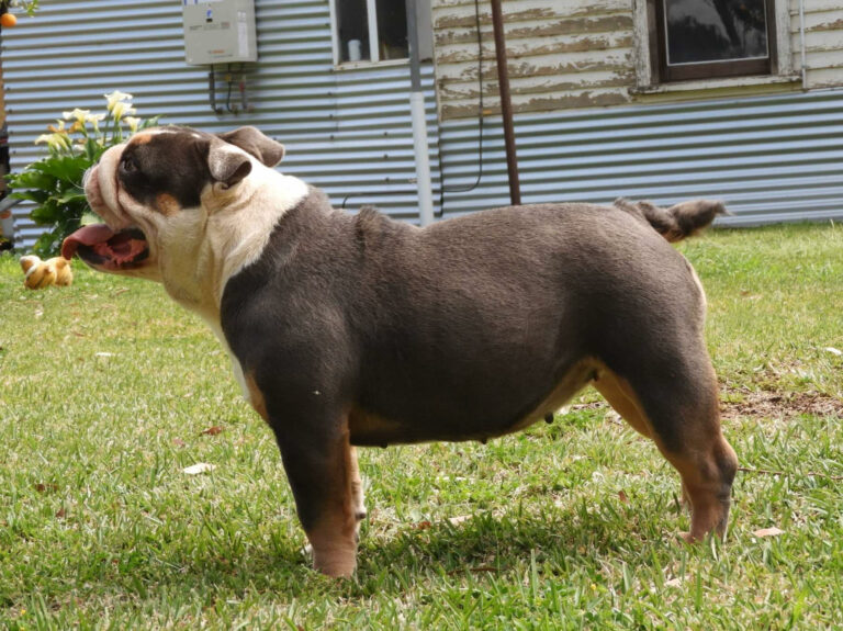 All About Aussie Mini Bulldogs! - DogZone Australia