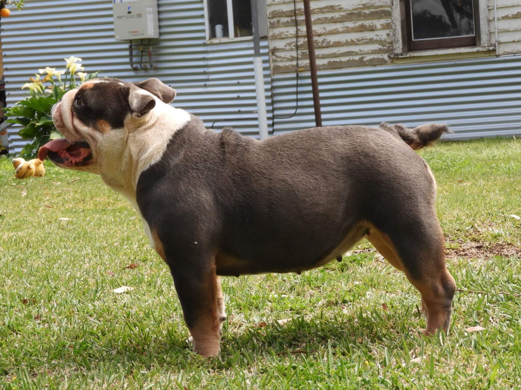 All About Aussie Mini Bulldogs! - DogZone Australia