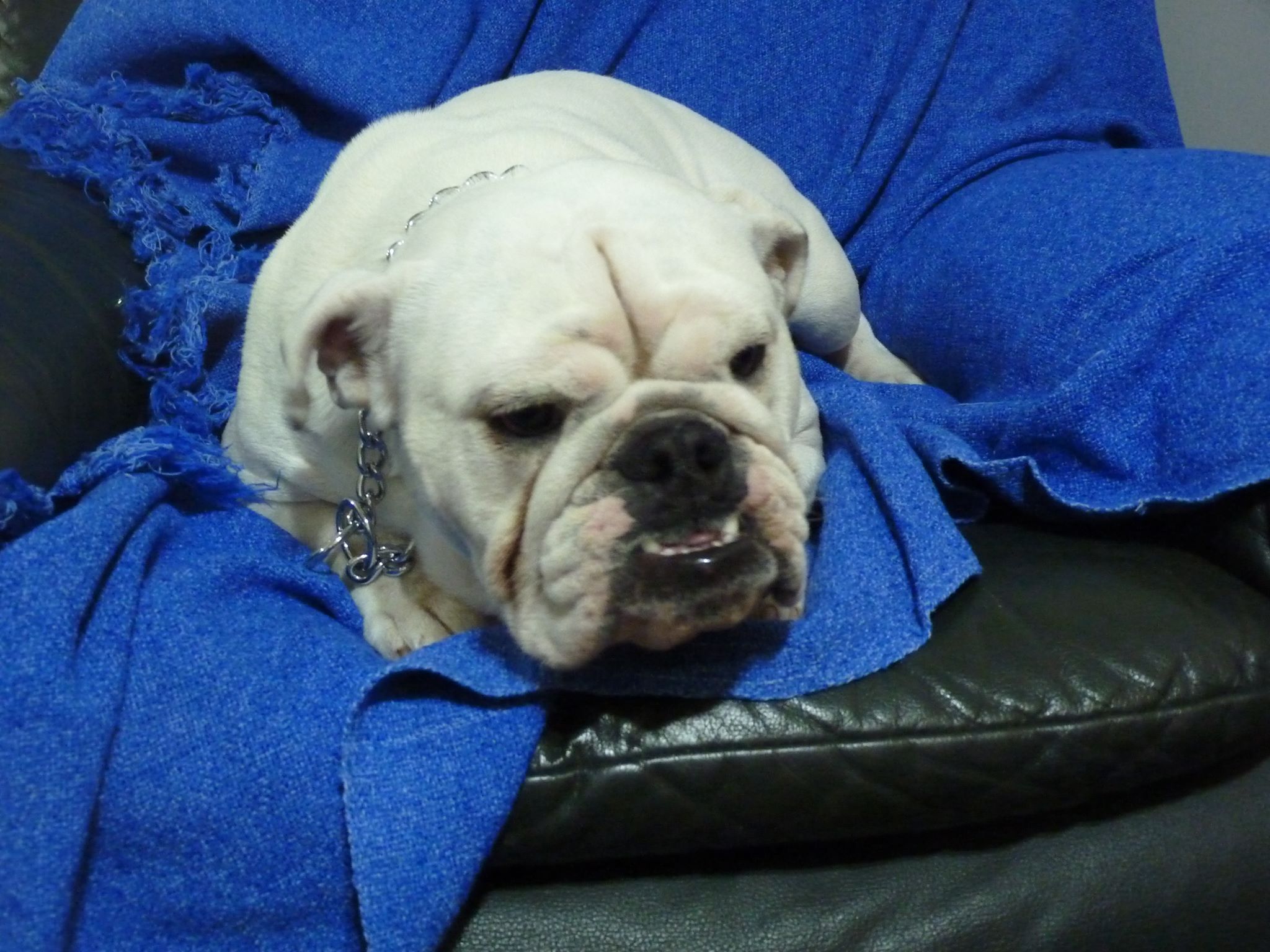 All About Aussie Mini Bulldogs! - DogZone Australia