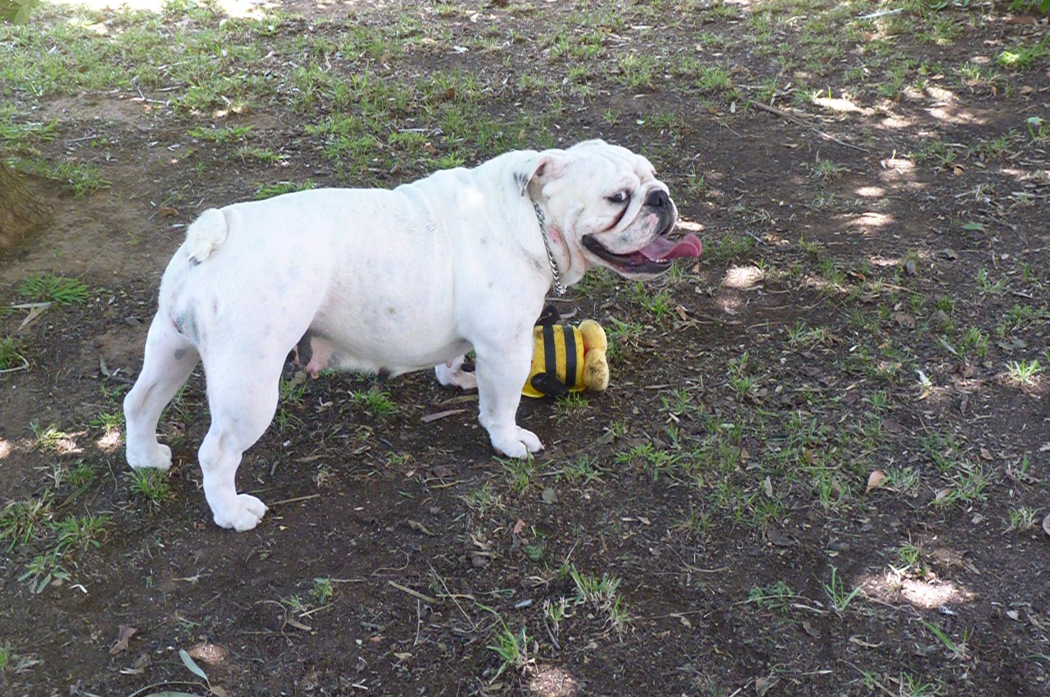 All About Aussie Mini Bulldogs! - DogZone Australia