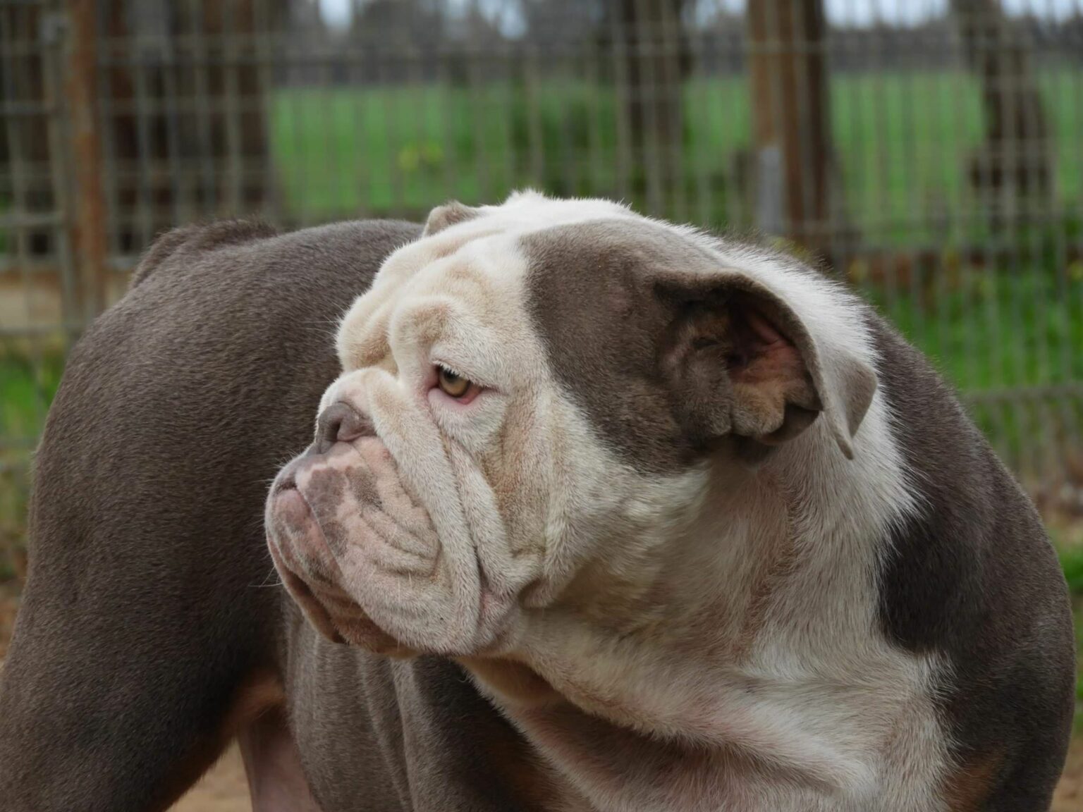 All About Aussie Mini Bulldogs! - DogZone Australia